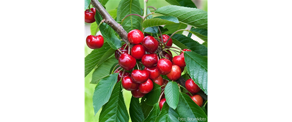 ROTES OBST & GEMüSE! - grün erleben Baumer