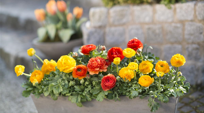 Beet- und Balkonpfanzen - grün erleben Baumer